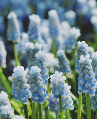 Muscari Armeniacum Julia - Pale Blue Spring Flower, Pack Of 30 Bulbs