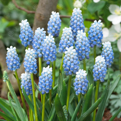 Muscari Peppermint Flowering Bulbs (25 Pack)