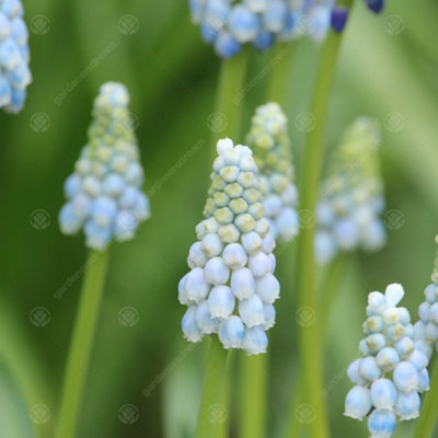 Muscari Peppermint Flowering Bulbs (250 Pack)