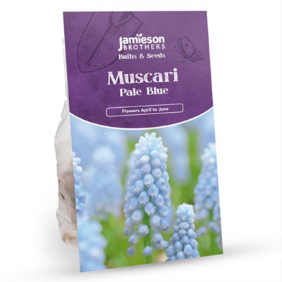 Muscari Valerie Finnis (40 Bulbs) Pale Blue Grape Hyacinth by Jamieson ...