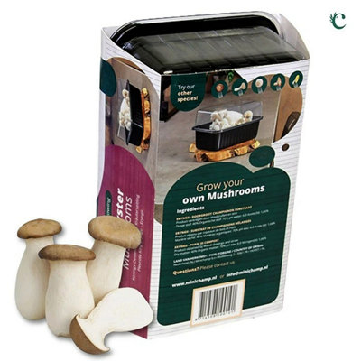 Mushroom Growing Kit King Oyster - Beginner Friendly Ready to Grow ...
