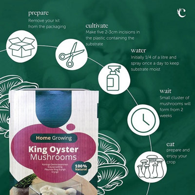 Mushroom Growing Kit King Oyster - Beginner Friendly Ready to Grow ...