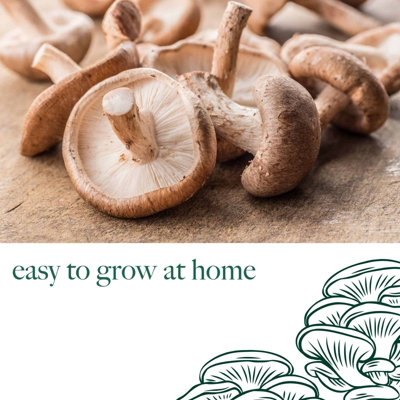 Mushroom Growing Kit Shiitake - Beginner Friendly Ready to Grow ...