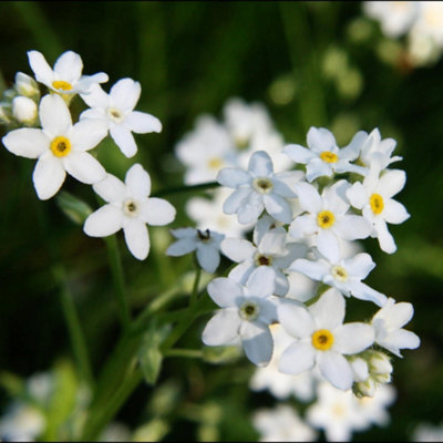 Myosotis palustris Ice Pearl - White water Forget - Me - Not pond plant in a 9cm pot