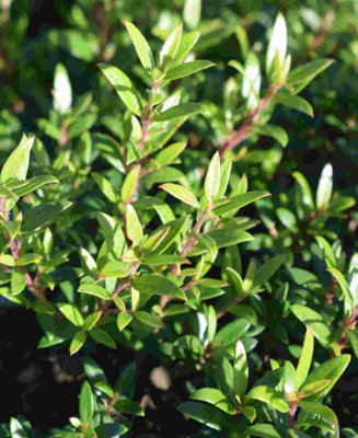 Myrtus communis Microphylla - Small leaved Myrtle 1 x 7 cm pot
