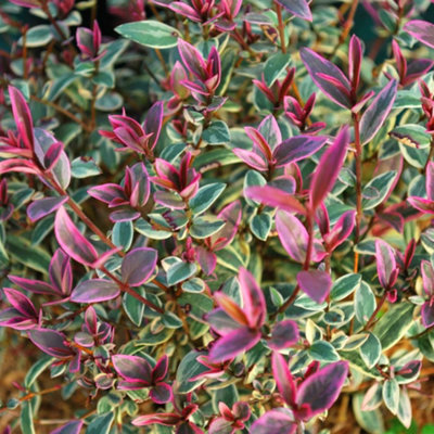 Myrtus Flambeau Myrtle Garden Plant - Vibrant Foliage, Compact Size ...