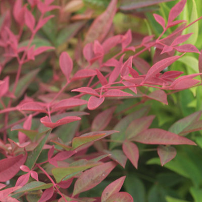 Nandina Obsessed Garden Shrub - Vibrant Fall Colors, Compact Size ...