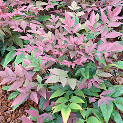 Nandina Obsessed Garden Shrub - Vibrant Fall Colors, Compact Size ...