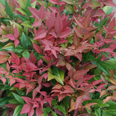 Nandina Obsessed Garden Shrub - Vibrant Fall Colors, Compact Size ...