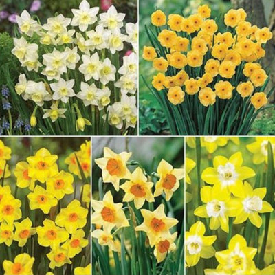 Narcissus Jonquilla Super Scented Daffodil Bulbs - Fragrant Multi-Bloom ...