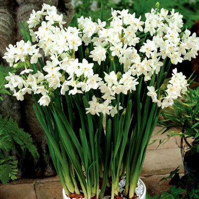 Narcissus Paperwhite Flowering Bulbs - Fragrant Daffodil, 100 Pack ...