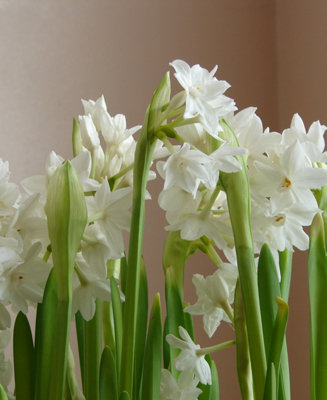 Narcissus Paperwhite - Highly Scented, Great For Indoor Displays - 10 Bulbs