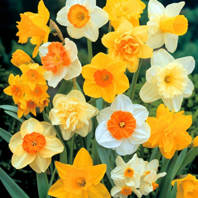 Narcissus Rockery Flowering Bulbs Mix - Vibrant Spring Blooms (250 Pack ...