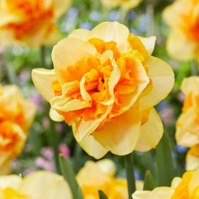 Narcissus Sun Catchers Double Fragrant Daffodil Bulbs Orange Apricot ...