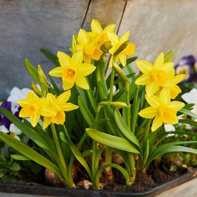 Growing Narcissus In Containers