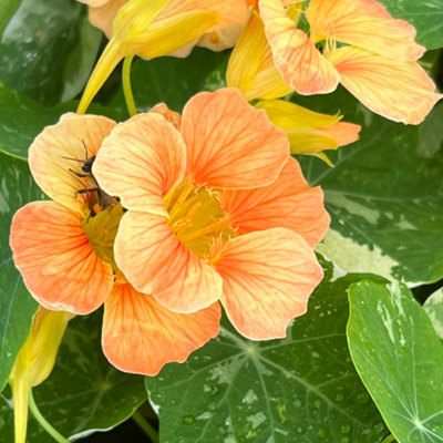 Nasturtium Alaska Salmon 1 Seed Packet