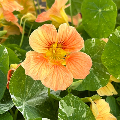 Nasturtium Alaska Salmon 1 Seed Packet