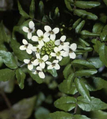 Nasturtium officinale 'Water Cress' - 3 Litre Potted - Marginal Aquatic ...