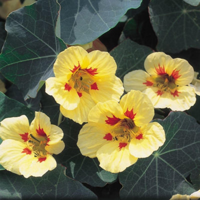 Nasturtium Peach Melba Dwarf Seeds - Edible Cream Flowers w/ Maroon ...