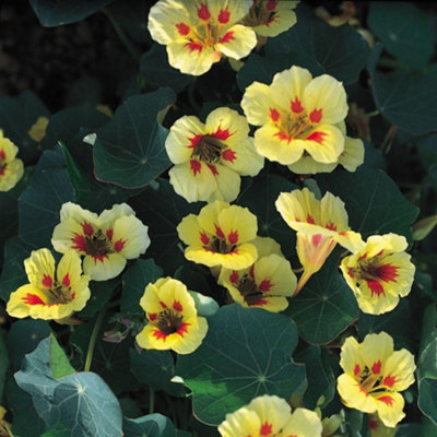 Nasturtium Peach Melba Dwarf Seeds - Edible Cream Flowers w/ Maroon ...