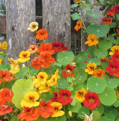 Nasturtium Plants x 3 in 9cm Pots - Mixed Empress Variety - Ready to Plant