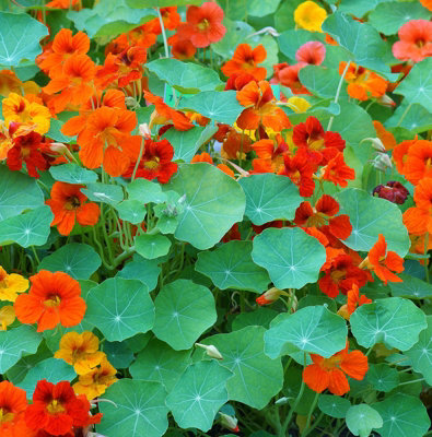 Nasturtium Plants x 3 in 9cm Pots - Mixed Empress Variety - Ready to Plant