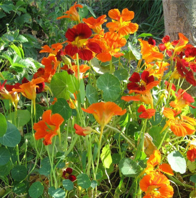 Nasturtium Plants x 3 in 9cm Pots - Mixed Empress Variety - Ready to Plant