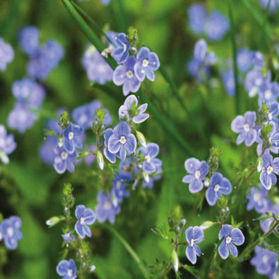 Native Aquatic Plant Collection - 3 charming plants for your pond ...