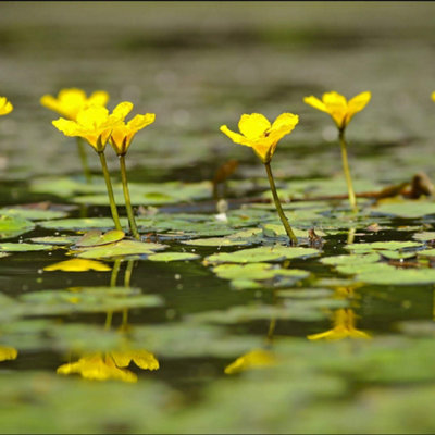 Native Aquatic Plant Collection - 3 charming plants for your pond ...