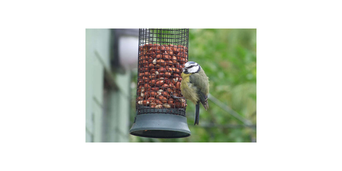 How to nurture birds in your garden at B&Q