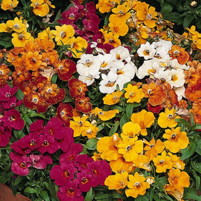 Nemesia Sundrop Mixed Colourful Flowering Garden Ready Bedding Plants 6 ...