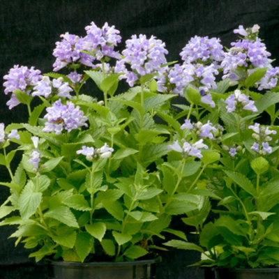 Nepeta Blue Panther Seeds - Compact Fragrant Bee & Butterfly Friendly Perennial (1 Packet)
