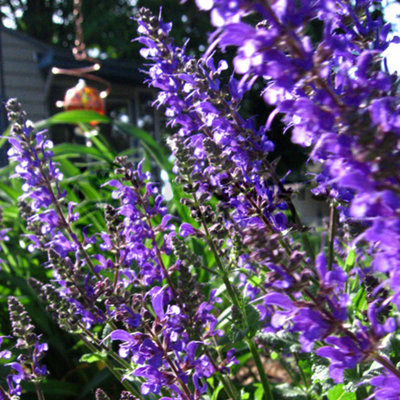 Nepeta Catmint Common (10-20cm Height Including Pot) Garden Plant ...