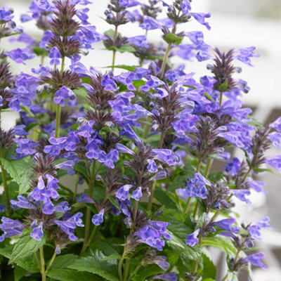 Nepeta Neptune Garden Plant - Purple Blooms, Compact Size, Hardy (15 ...