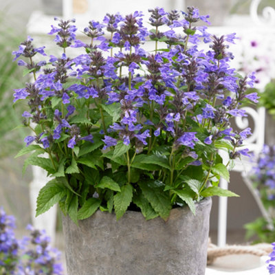 Nepeta Neptune Garden Plant - Purple Blooms, Compact Size, Hardy (15 ...