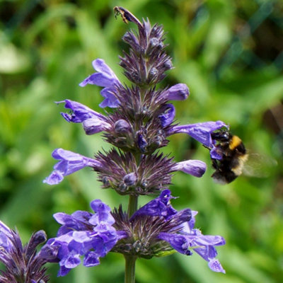 Nepeta Neptune Garden Plant - Purple Blooms, Compact Size, Hardy (15 ...