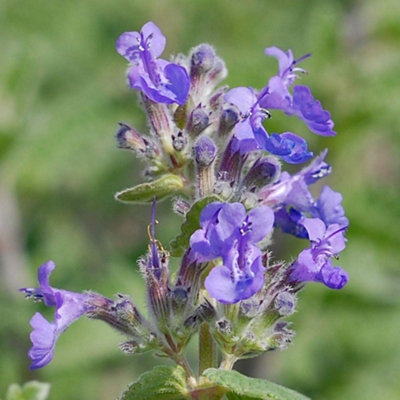 Nepeta Six Hills Giant 9cm Potted Plant x 2