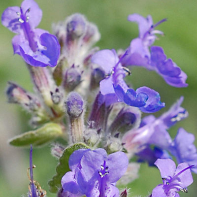 Nepeta Six Hills Giant 9cm Potted Plant x 2
