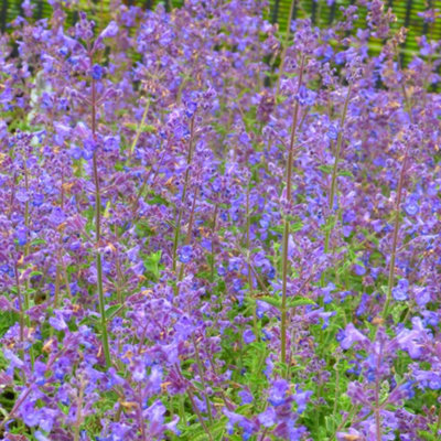 Nepeta x faassenii Kit Kat Compact Dwarf Catmint for Edging Borders ...