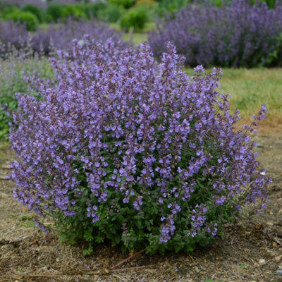 Nepeta x faassenii Kit Kat Compact Dwarf Catmint for Edging Borders ...