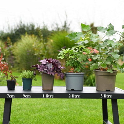 Nepeta x faassenii Kit Kat Compact Dwarf Catmint for Edging Borders ...