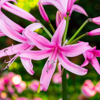 Nerine Bowdenii 5 x Summer Bulbs - Bright Seasonal Plants for Borders ...