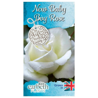 New Baby Boy Rose Bush Gift Wrapped - Newborn Plant Gift for the Garden ...