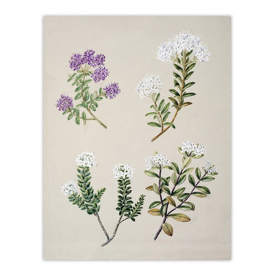 New Zealand Four Veronica Flowering Plants Featon Wall Art Poster Print ...