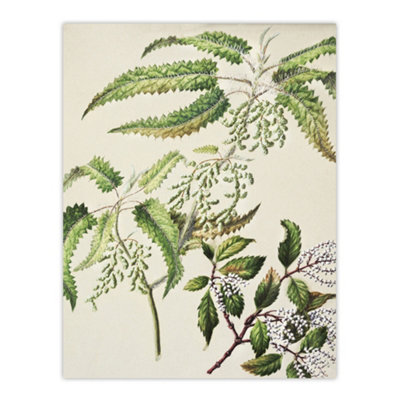 New Zealand Ongaonga Tree Nettle Plant Featon Wall Art Poster Print 12X16"