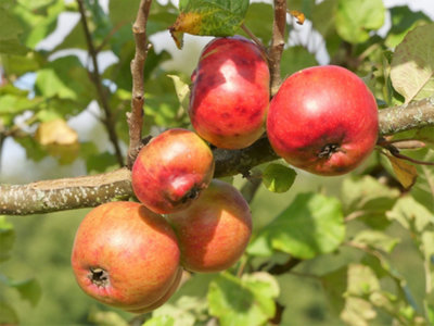 Newton Wonder Apple (Malus) Tree - 7Ltr Potted