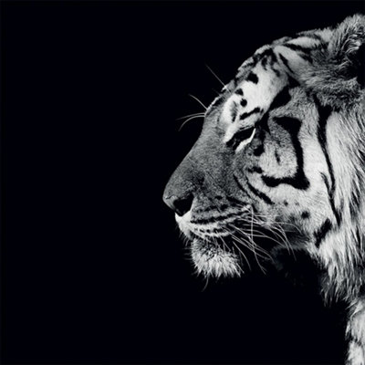 Nicolas Evariste Panthera Tigris Print Black/White (30cm x 30cm)