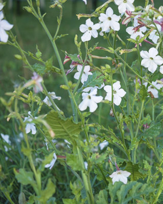 Nicotiana Affinis Perfumed White Trumpet Flowers - Fragrant Summer ...