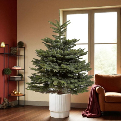 Noble Fir Pot Grown Christmas Tree - Living Premium Evergreen Potted ...
