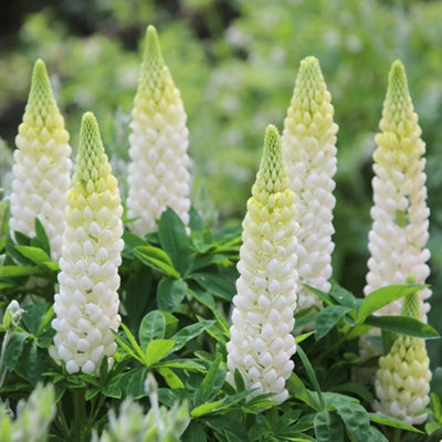 Noble Maiden Lupin Perennials Flowering Plants Lupinus 2L Pot